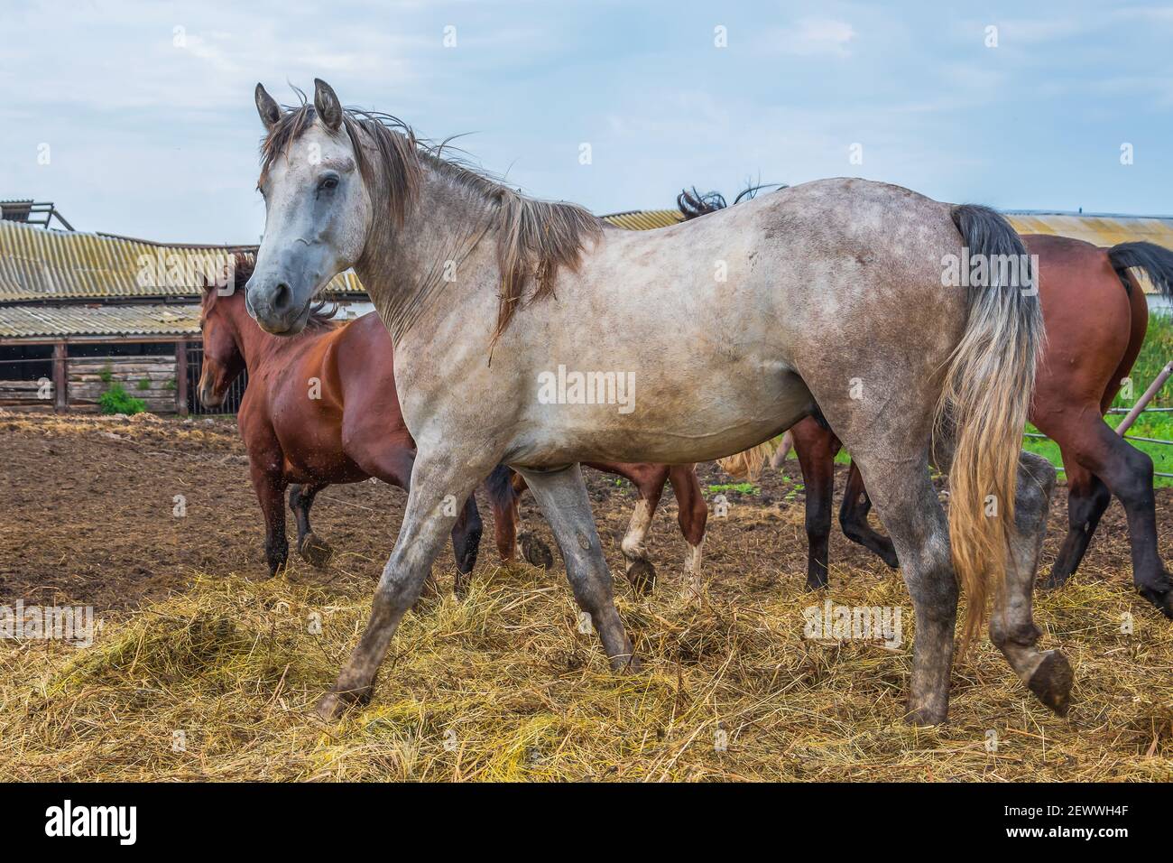 A white horse stands in a horse yard against the background of other ...