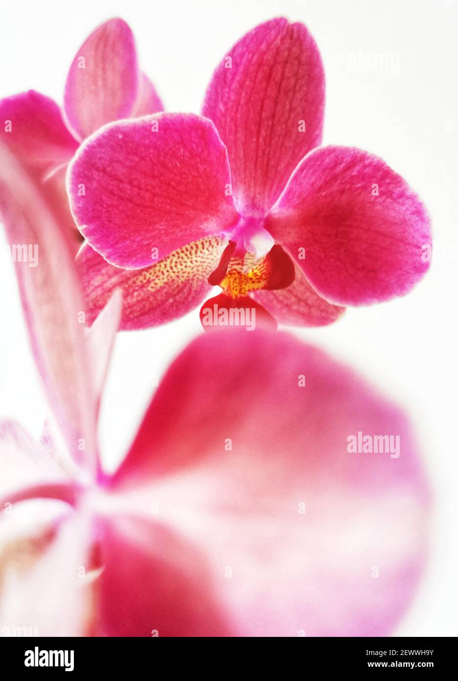 The beautiful pink phalaenopsis orchids on white background Stock Photo ...