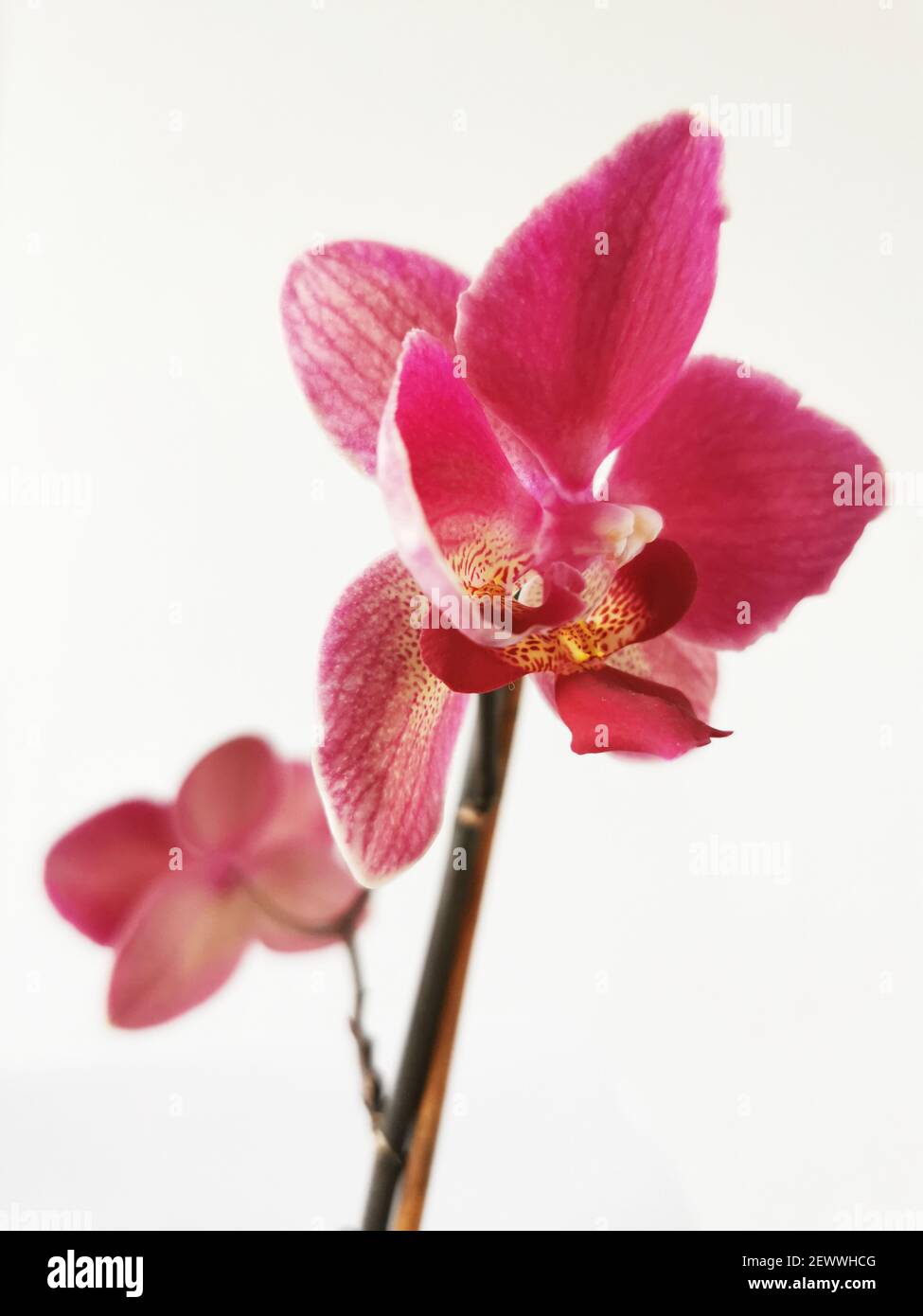 The beautiful pink phalaenopsis orchids on white background Stock Photo ...