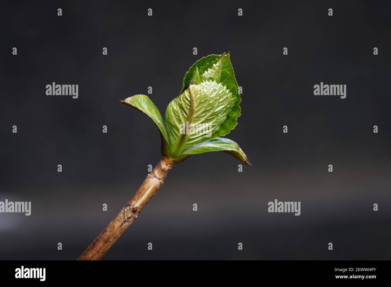 Leaf unfolding hi-res stock photography and images - Alamy