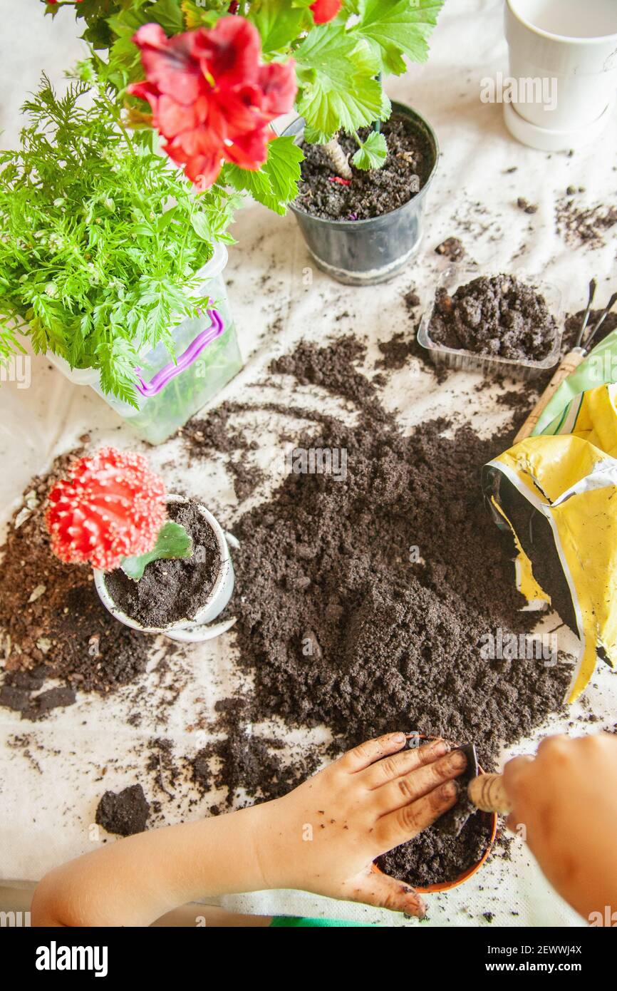 Filling pot soil hi-res stock photography and images - Alamy