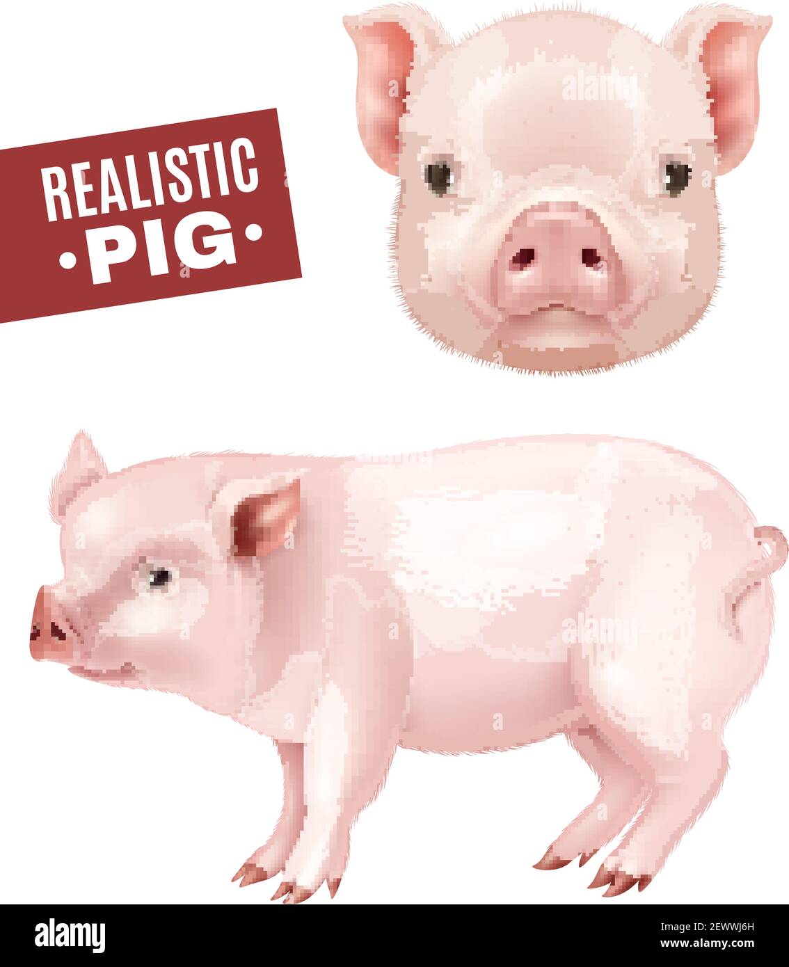 Pink pig realistic icons set of side view and head from front isolated ...