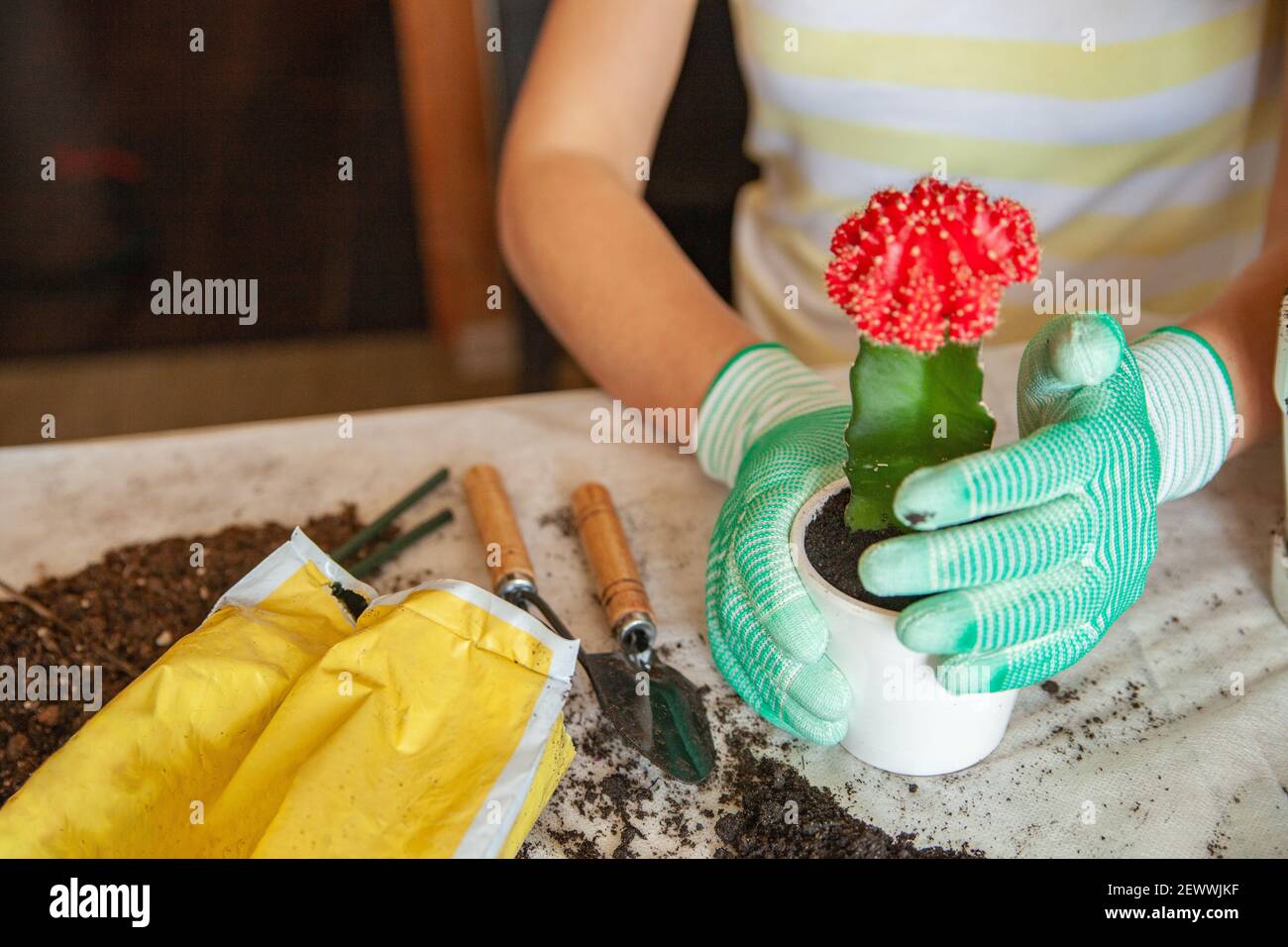 Cactus with soil hi-res stock photography and images - Alamy