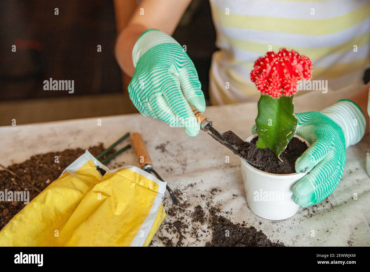 Cactus with soil hi-res stock photography and images - Alamy