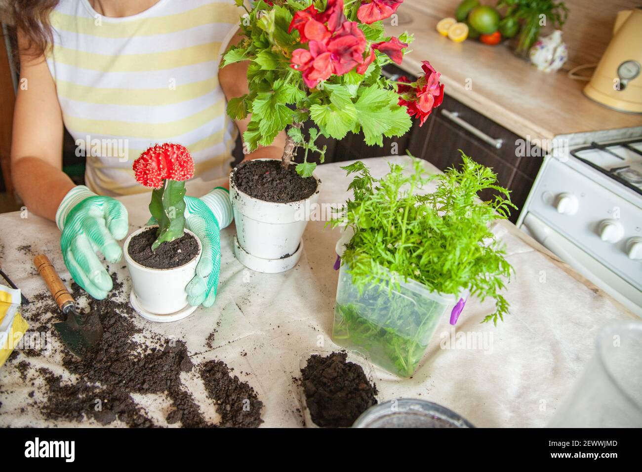 Cactus with soil hi-res stock photography and images - Alamy