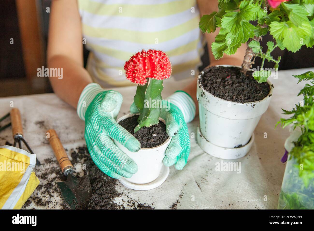 Crop unrecognizable female florist hi-res stock photography and images ...