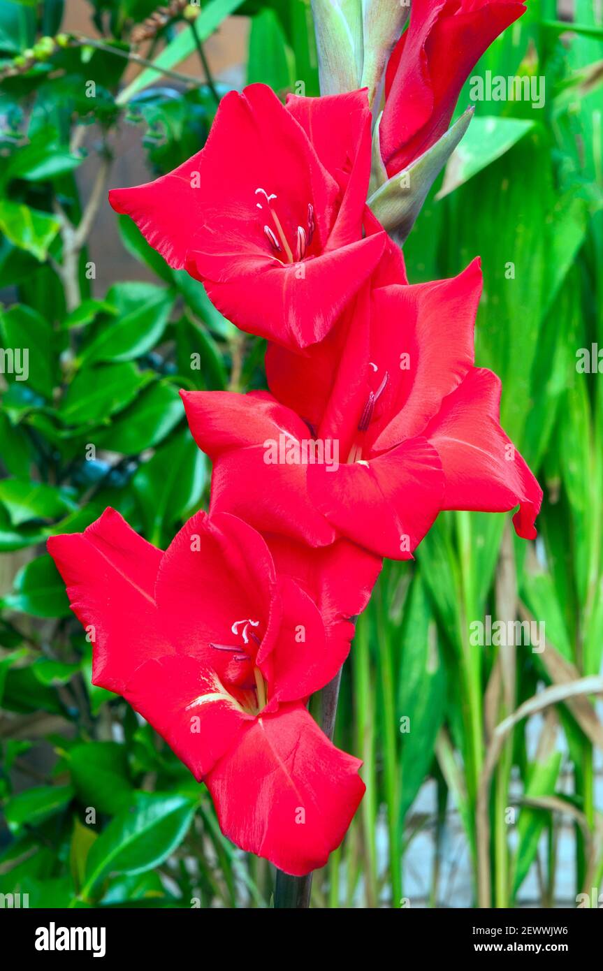 Close up of large summer flowering bright red flowers of Gladiolus ...