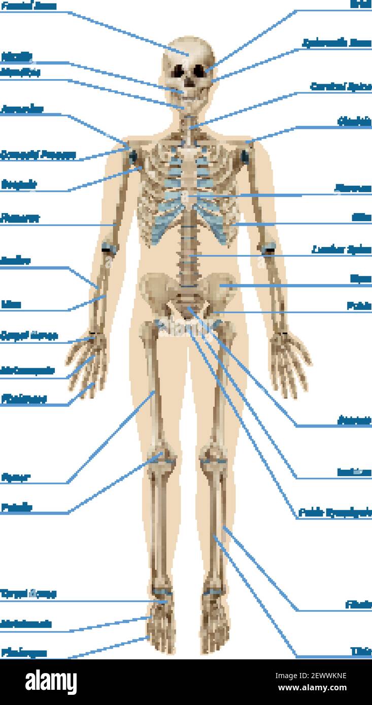Infographic Human Body Skeletal System Skeletal Human Skeleton System