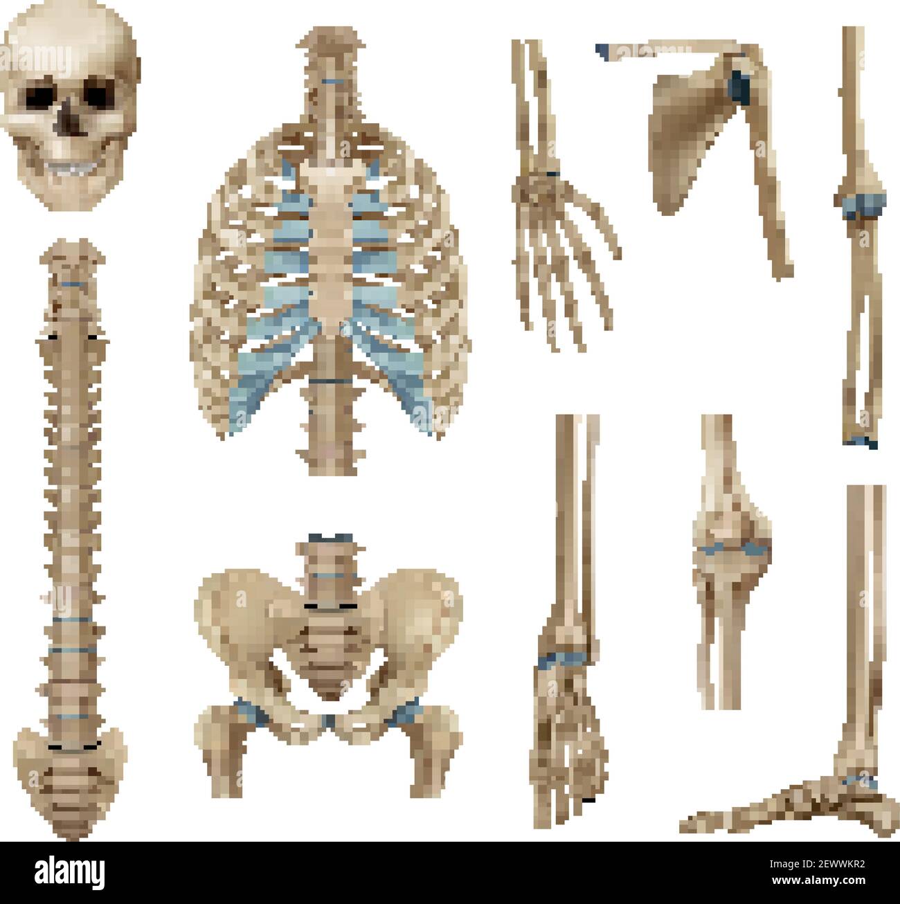 Realistic human skeleton parts set with skull spine scapula bones of ...
