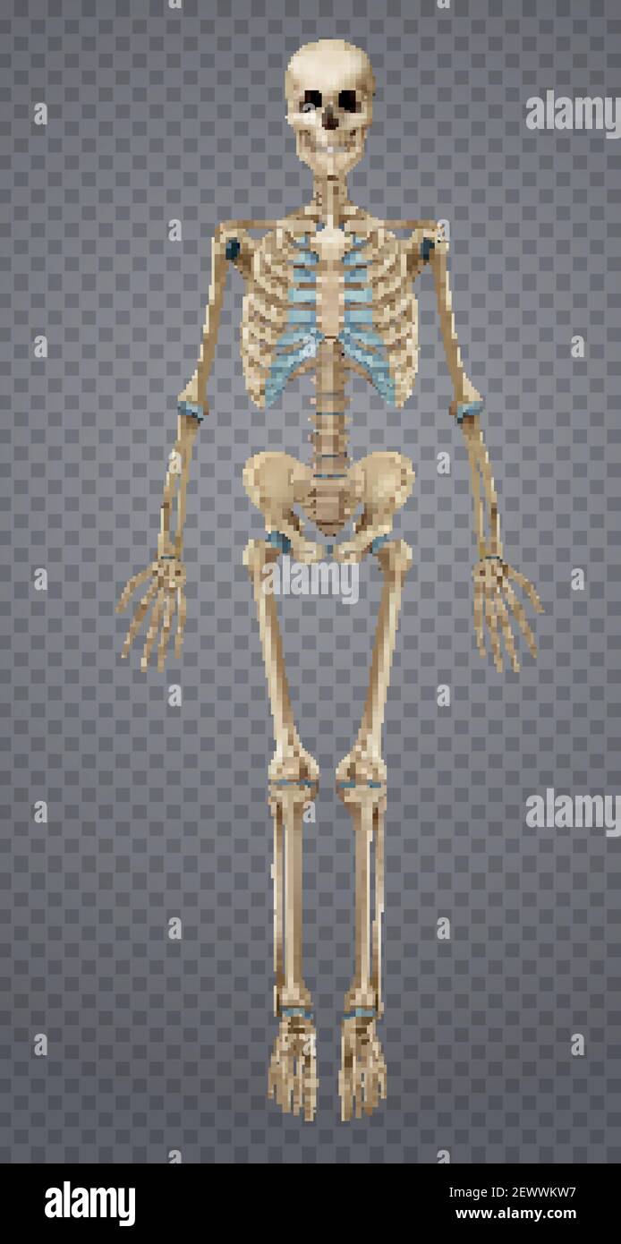 Realistic human skeleton isolated on transparent background 3d vector ...