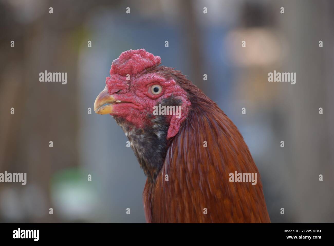 Closeup shot wild rooster hi-res stock photography and images - Alamy