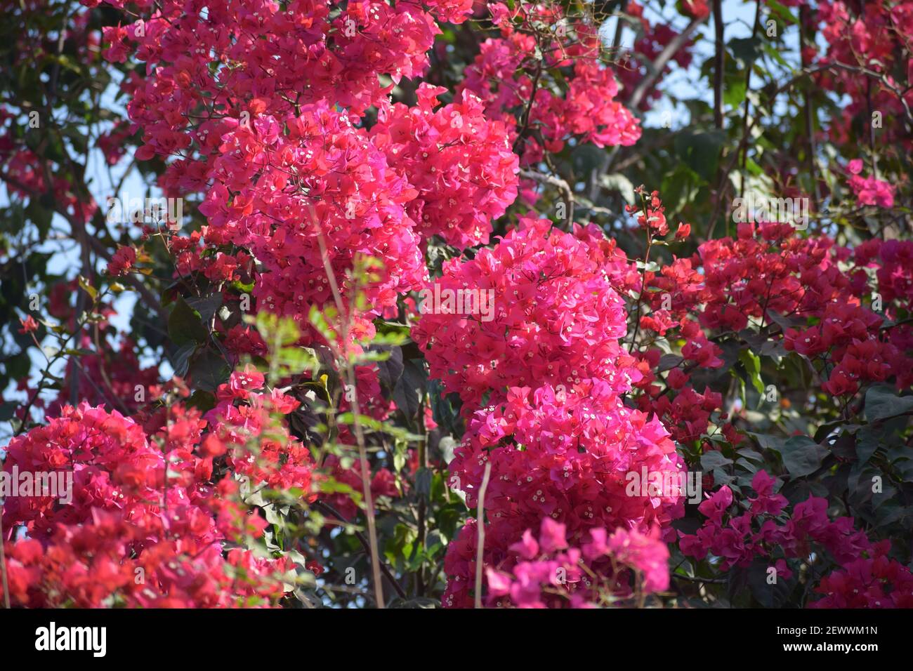 A closeup shot of blooming pink crape myrtle flowers Stock Photo - Alamy