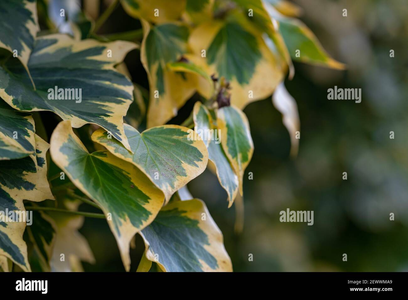 Persian ivy hi-res stock photography and images - Alamy