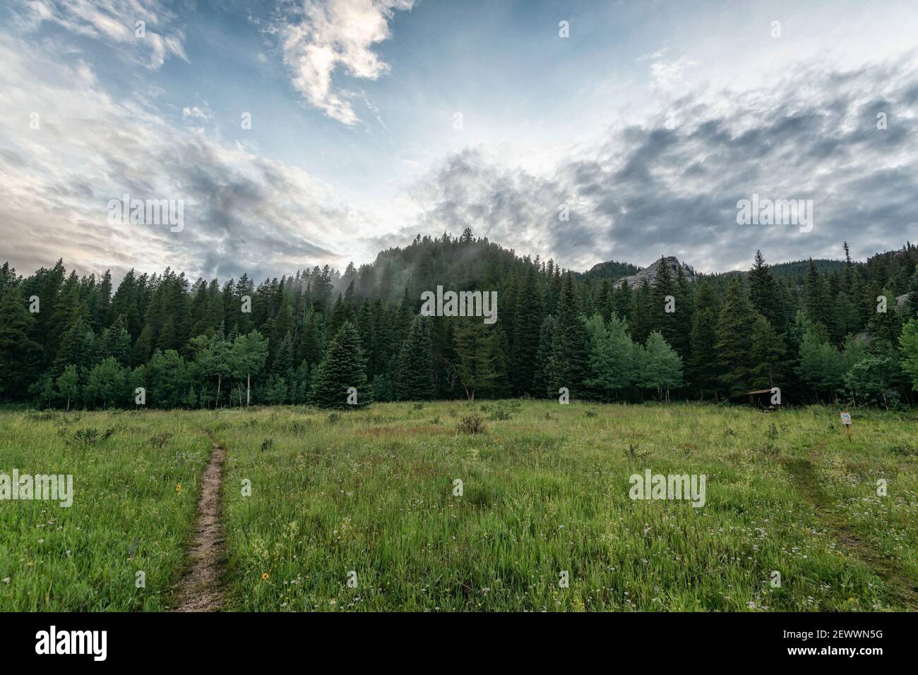 Forest landscape in the Mount Evans Wilderness, Colorado Stock Photo ...