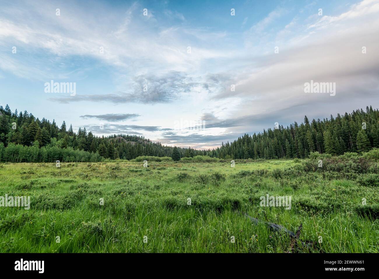 Grassland scene hi-res stock photography and images - Alamy