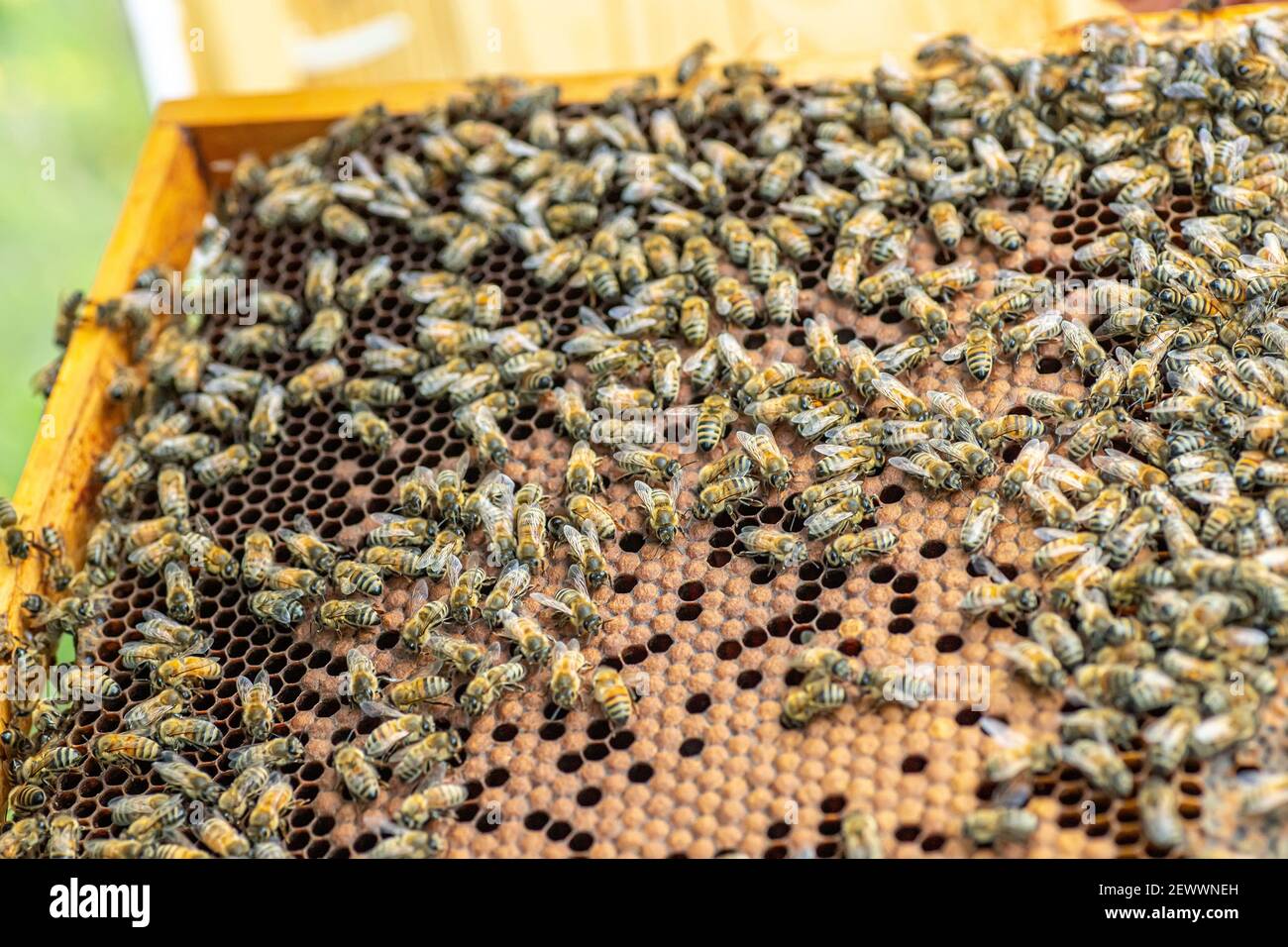 Bees on the honeycomb, background. Honey cell with bees. Apiculture ...
