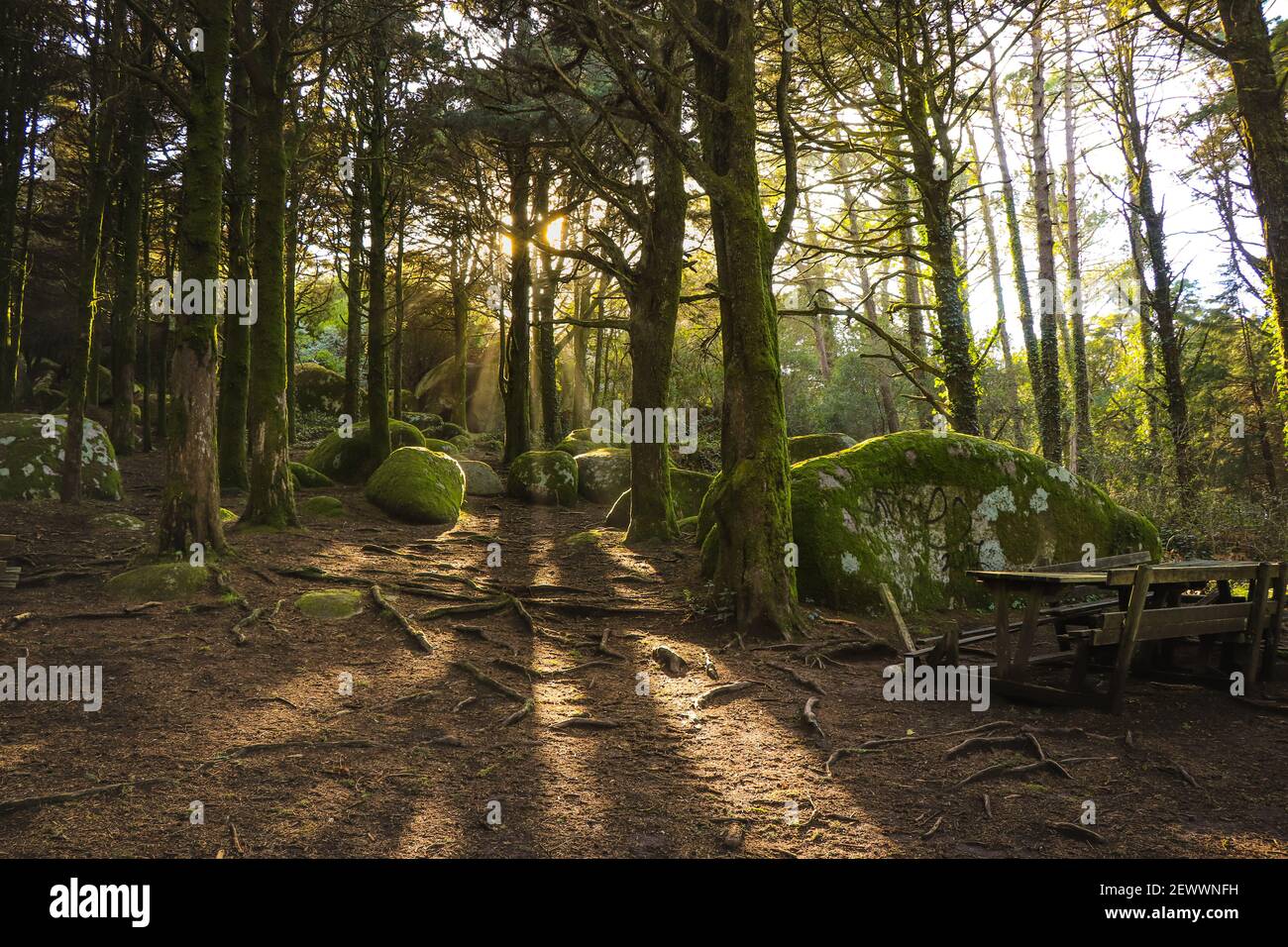 Forest in spring with beautiful bright sun rays. wood with rocks Stock ...