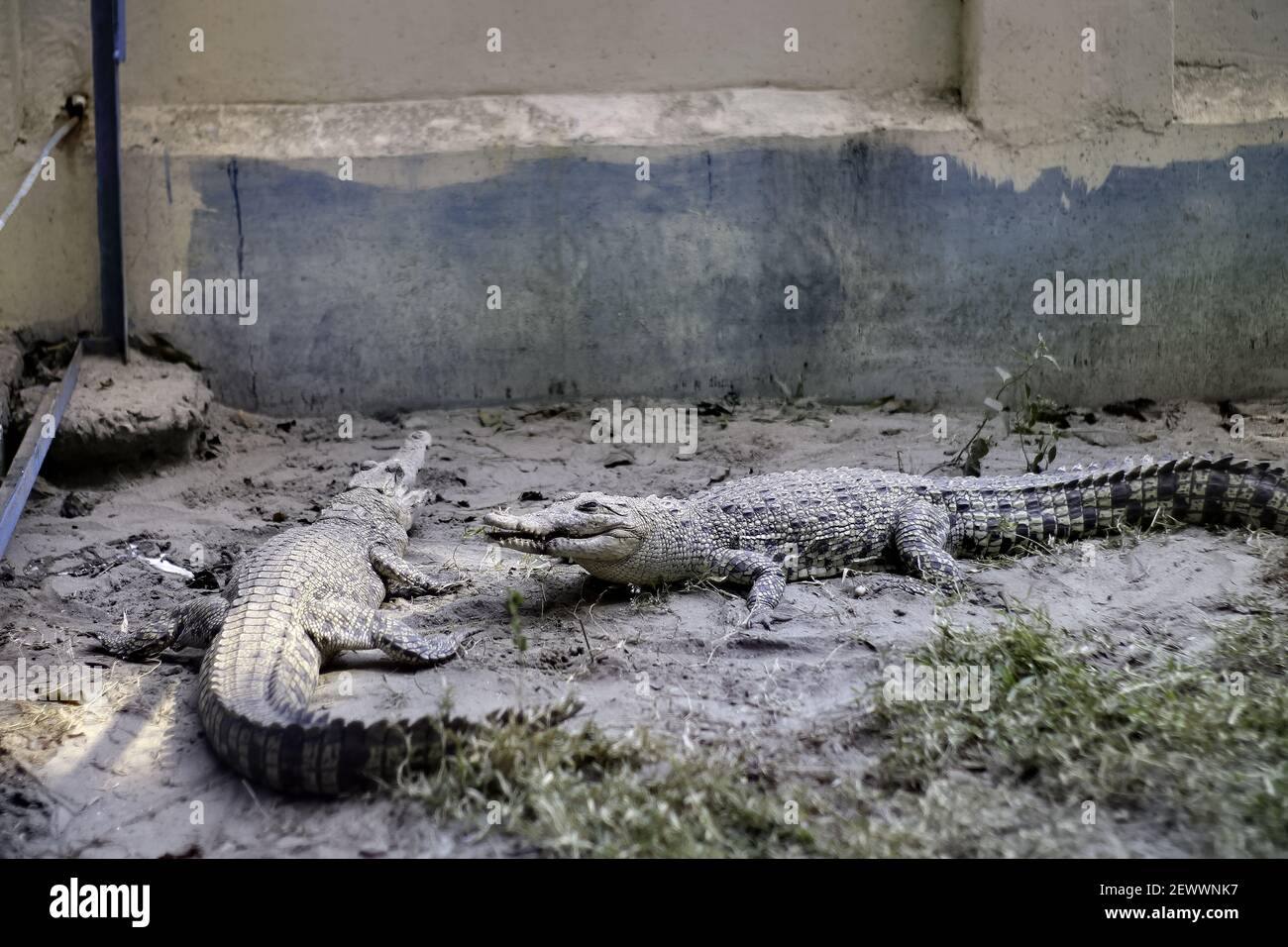 The two alligators in a zoo Stock Photo - Alamy