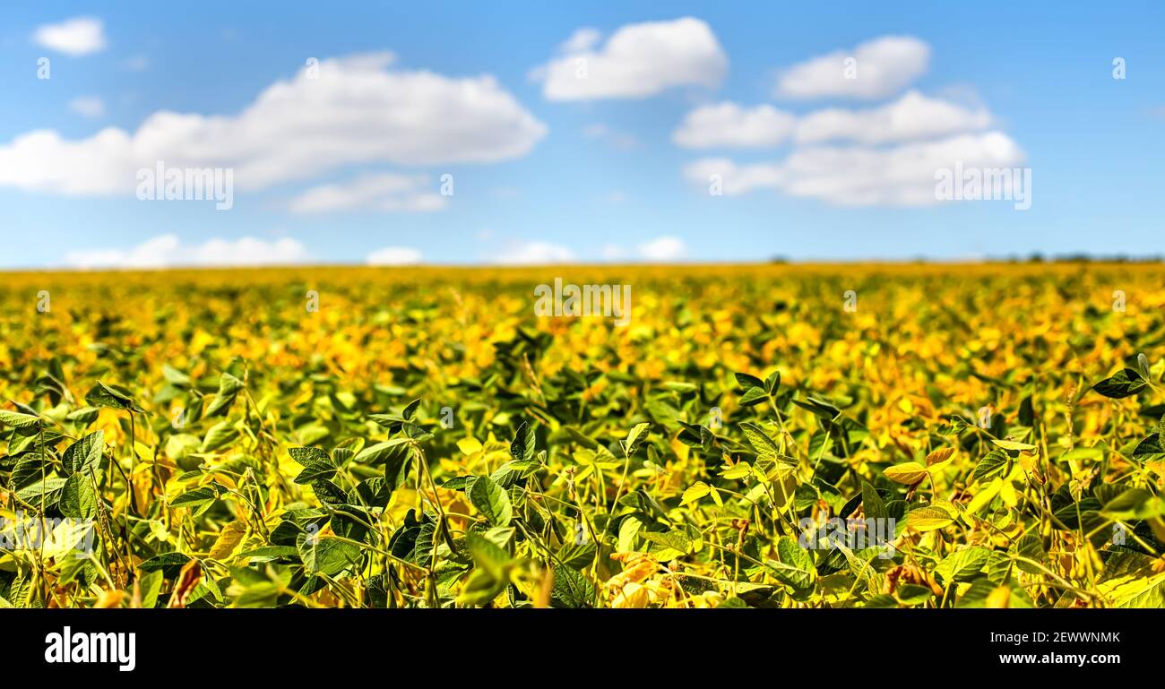 field with mature yellow soybean against blue sky with white clouds ...