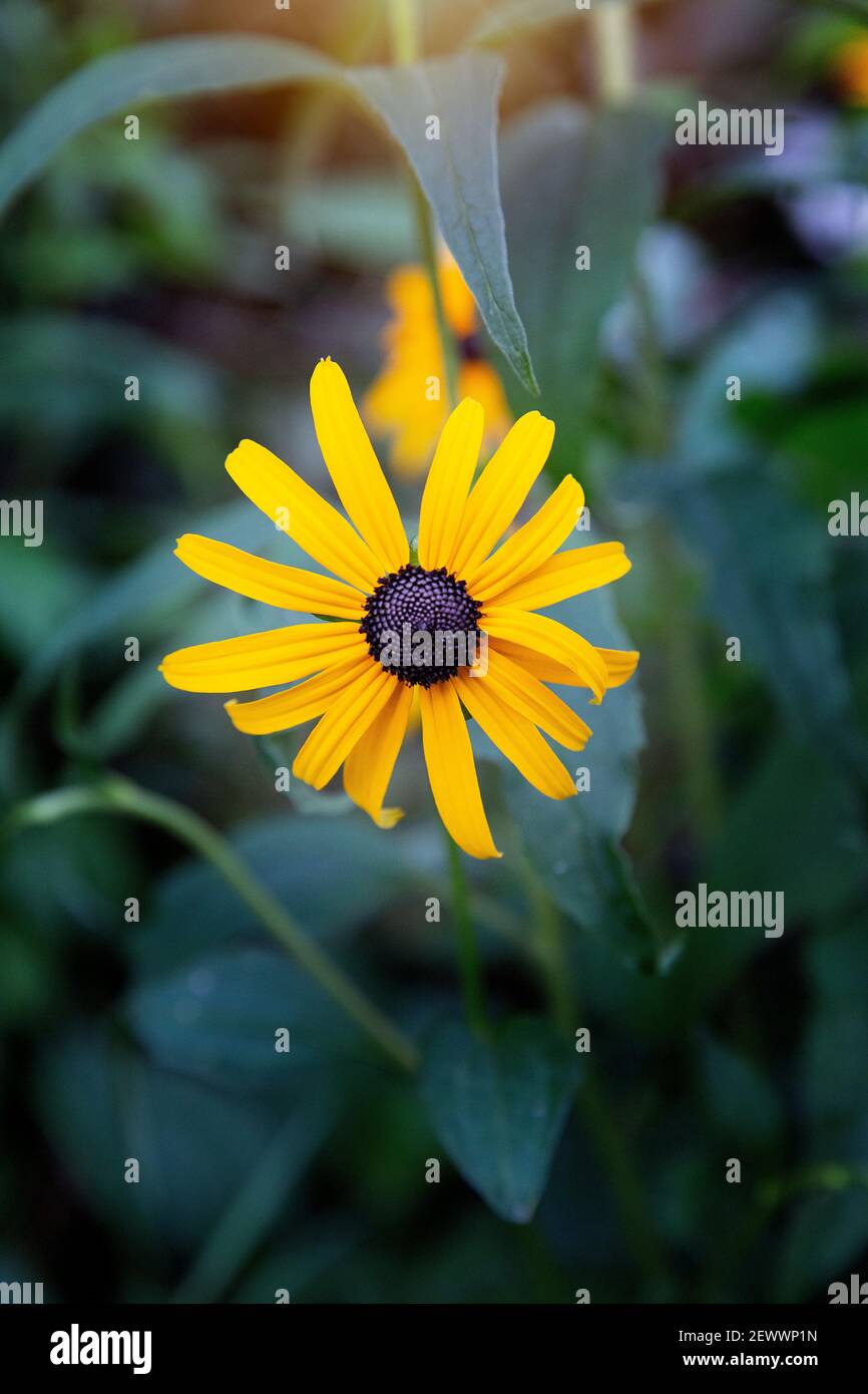 Yellow fellow hi-res stock photography and images - Alamy