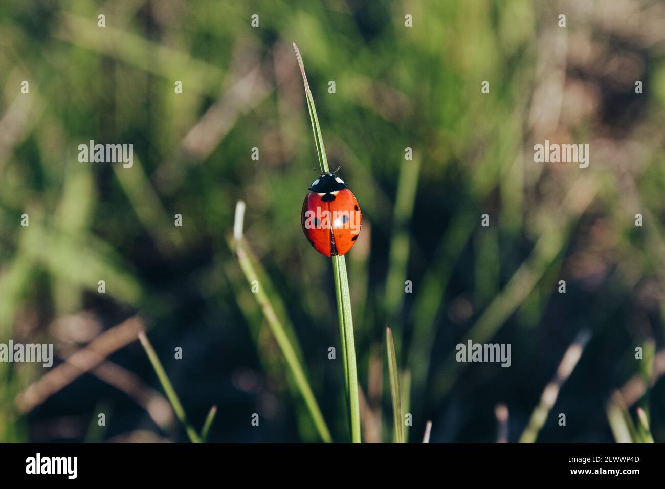 Crawling water beetle hi-res stock photography and images - Alamy