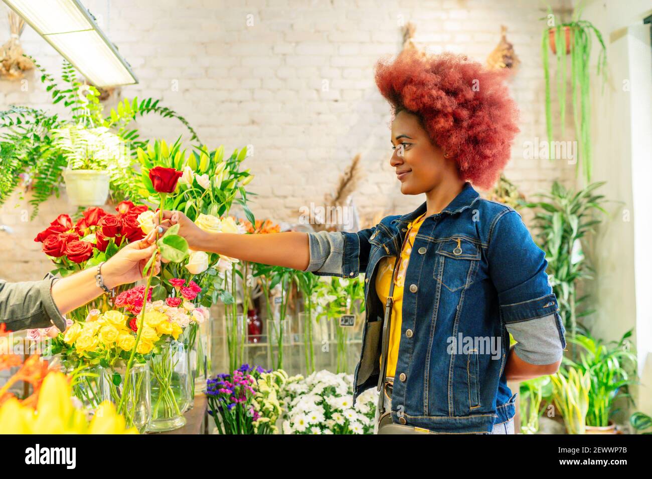 woman with afro hair receiving a pretty rose Stock Photo - Alamy