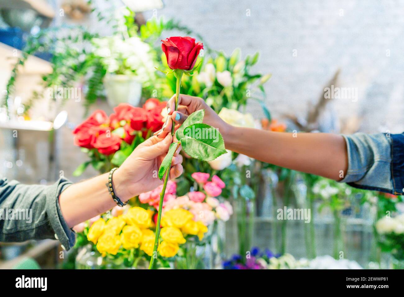 Handing a rose hi-res stock photography and images - Alamy