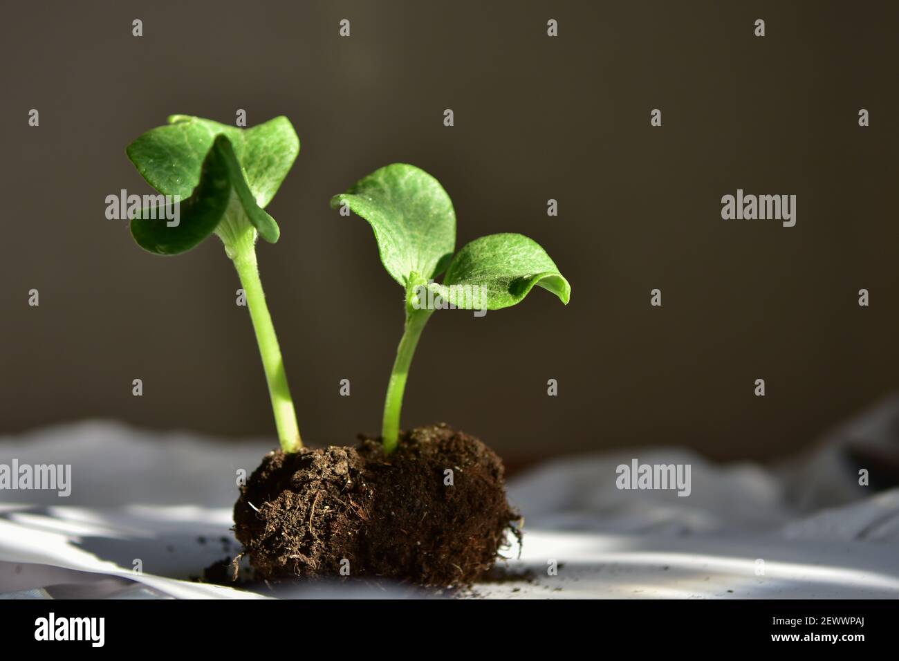 Annual sprout hi-res stock photography and images - Alamy