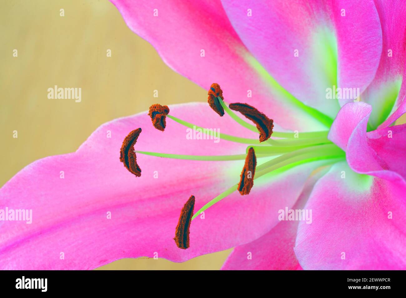Lily pollen stain hi-res stock photography and images - Alamy