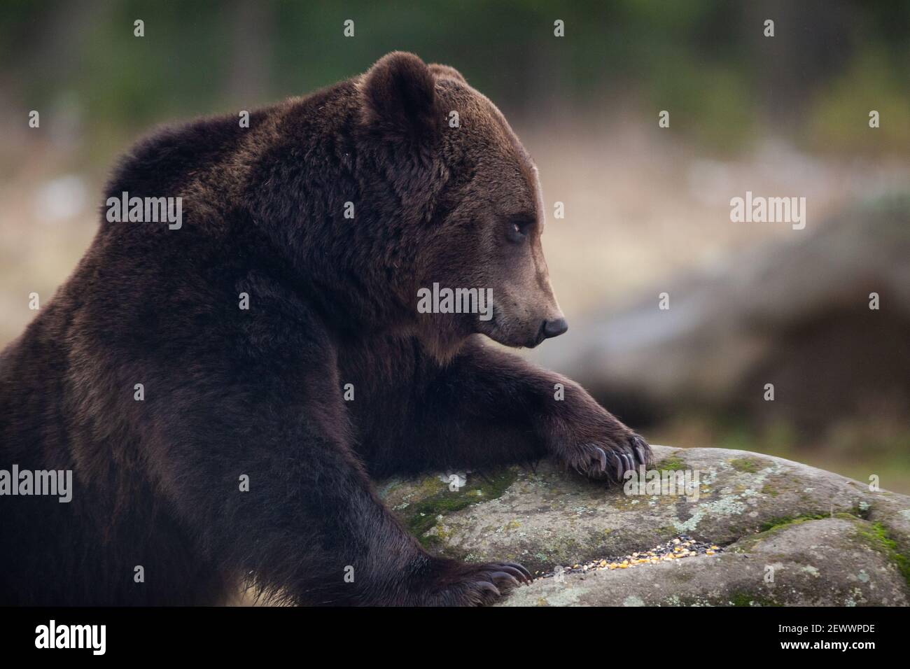 european brown bear portrait in the wilderness Stock Photo - Alamy