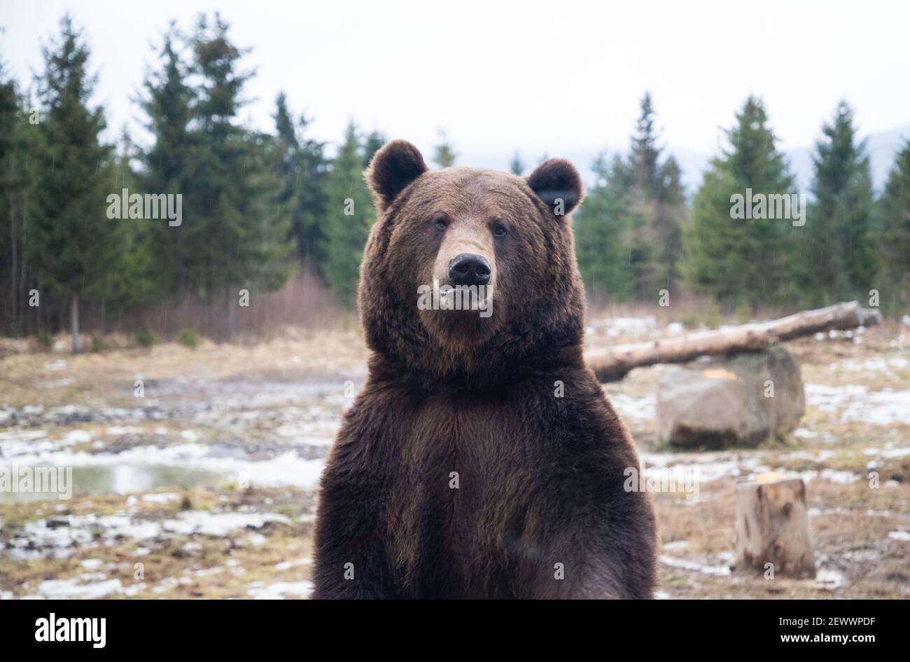 Brown bear portrait hi-res stock photography and images - Alamy