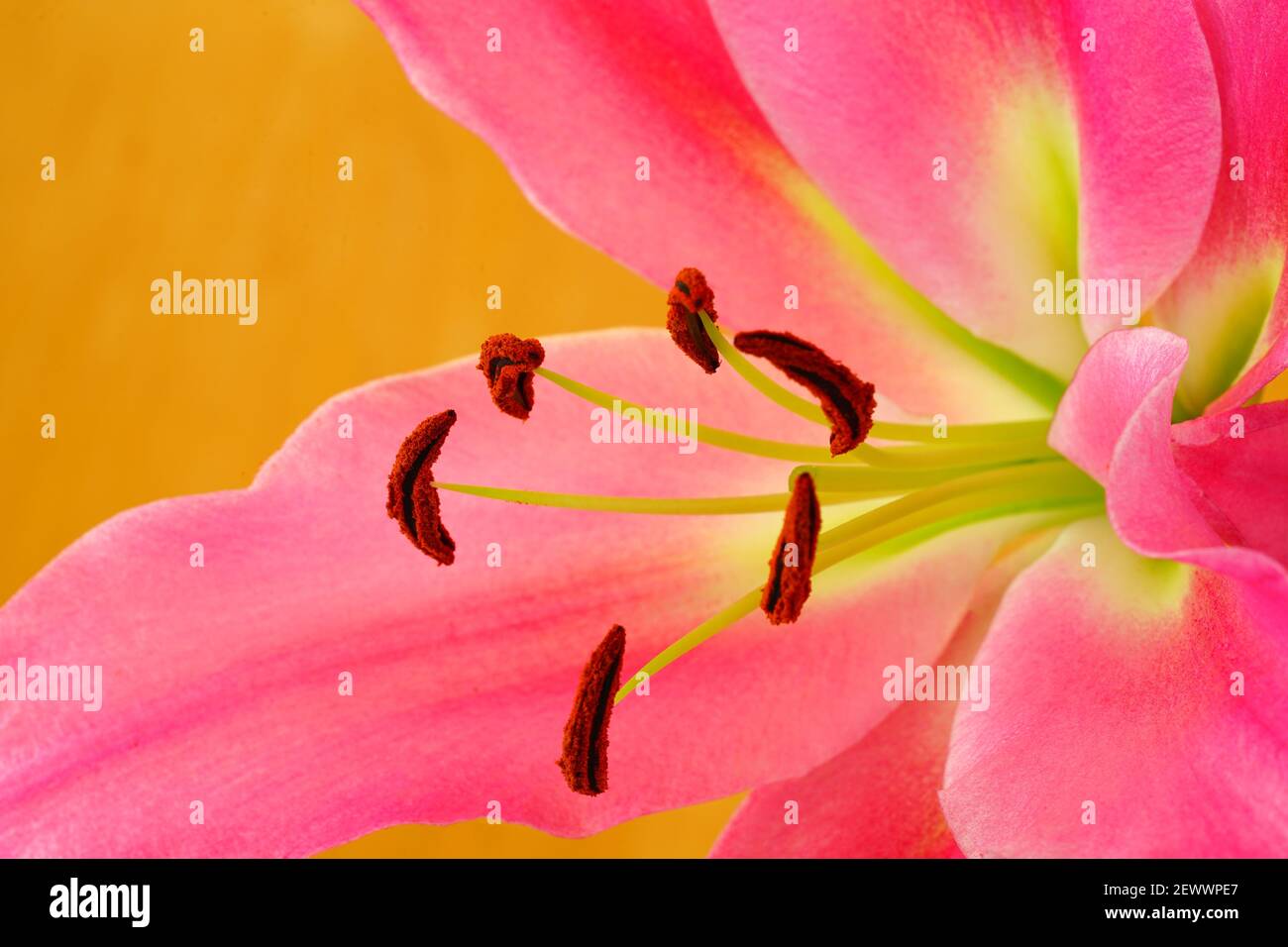 Lily pollen stain hi-res stock photography and images - Alamy