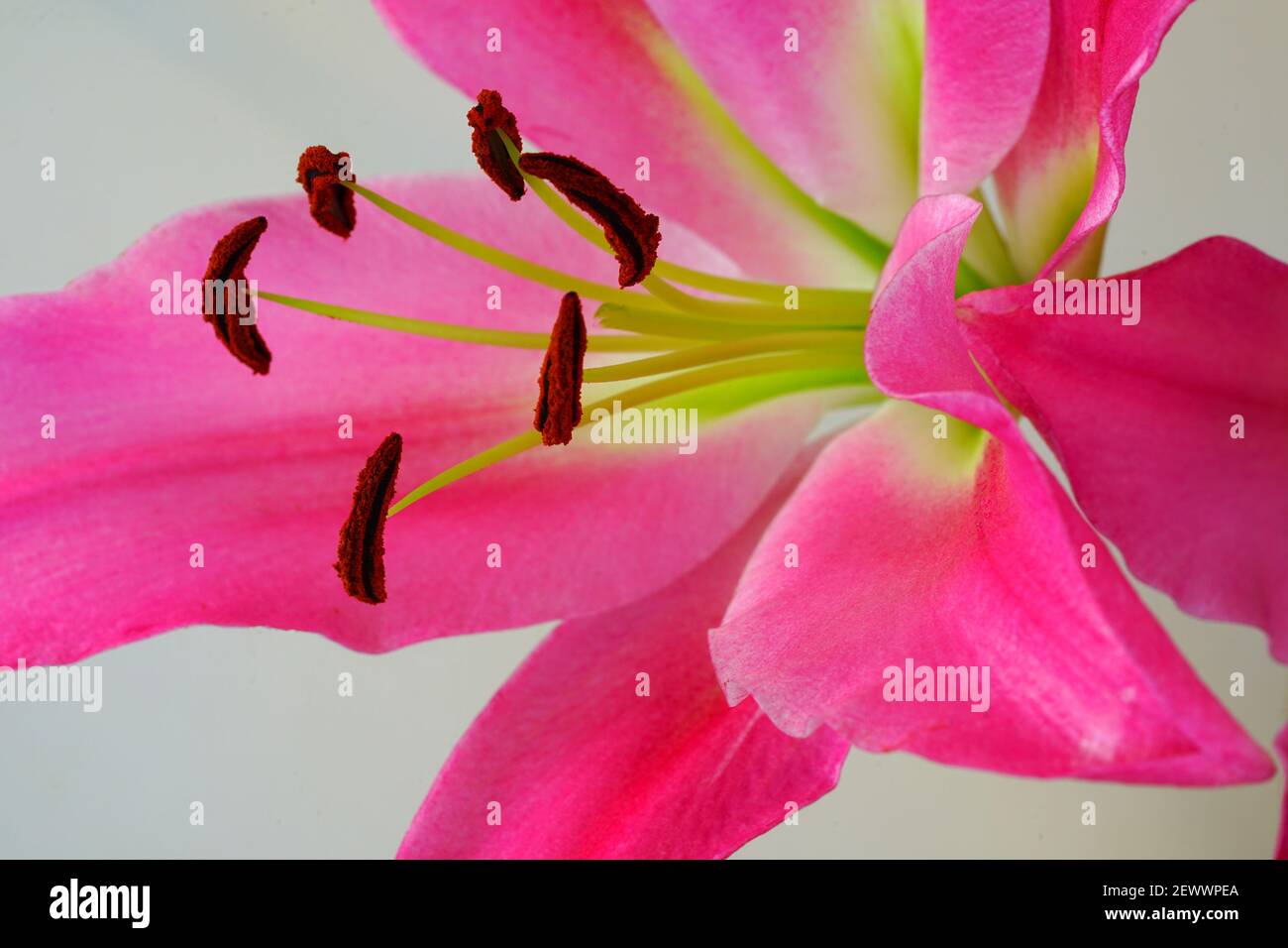 Lily pollen stain hi-res stock photography and images - Alamy