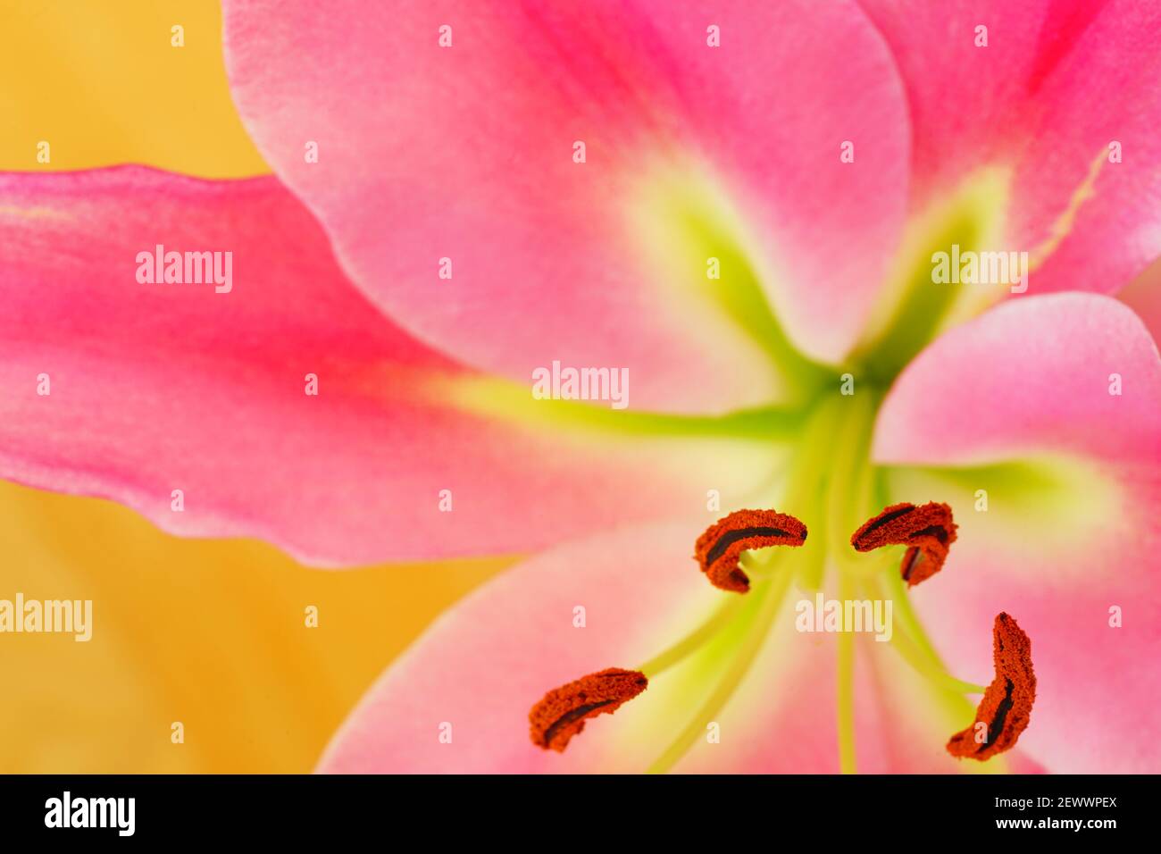 Pink Asiatic lily flower bloom with pollen covered anthers Stock Photo ...