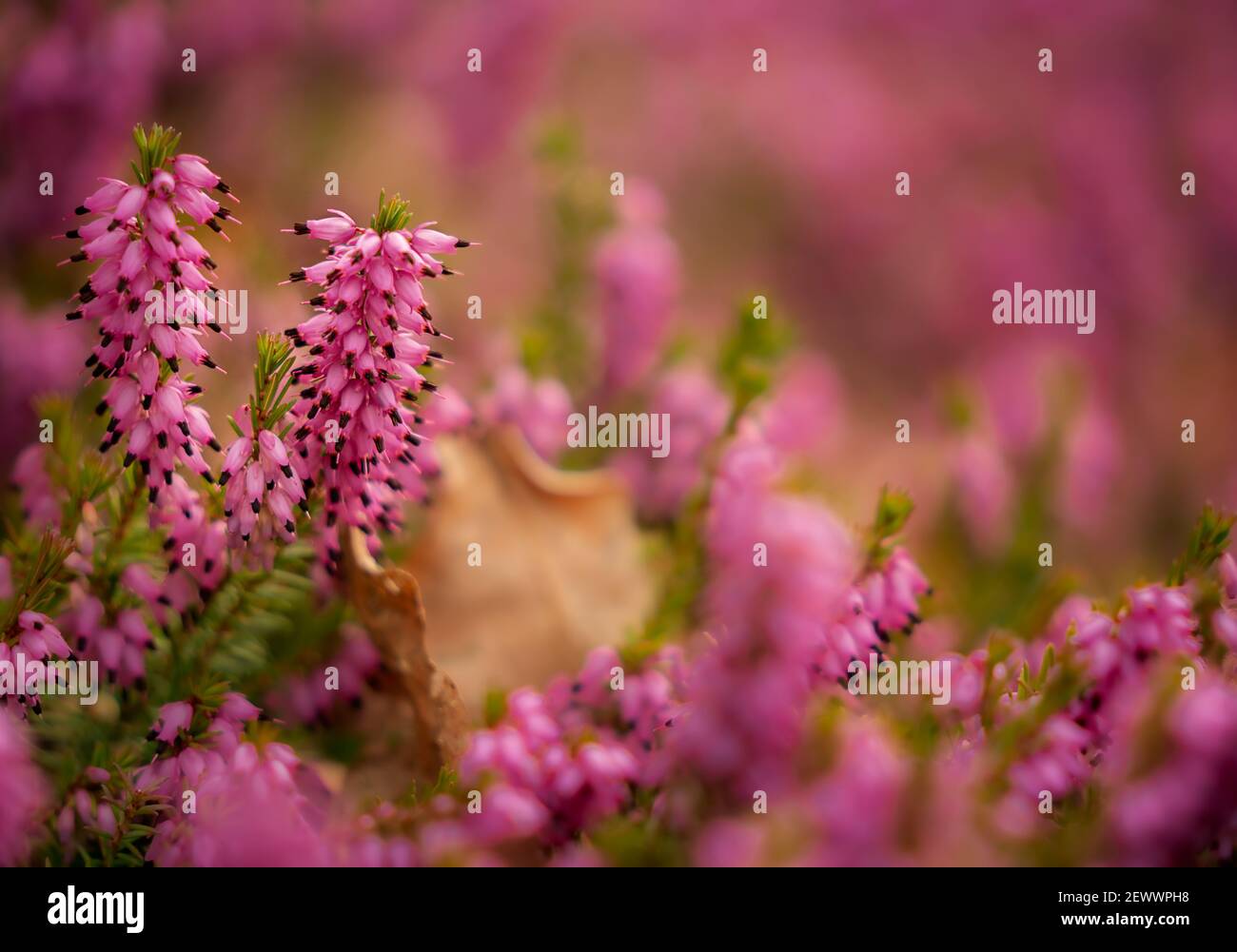 A pink frame filled with beautiful heather with details Stock Photo - Alamy