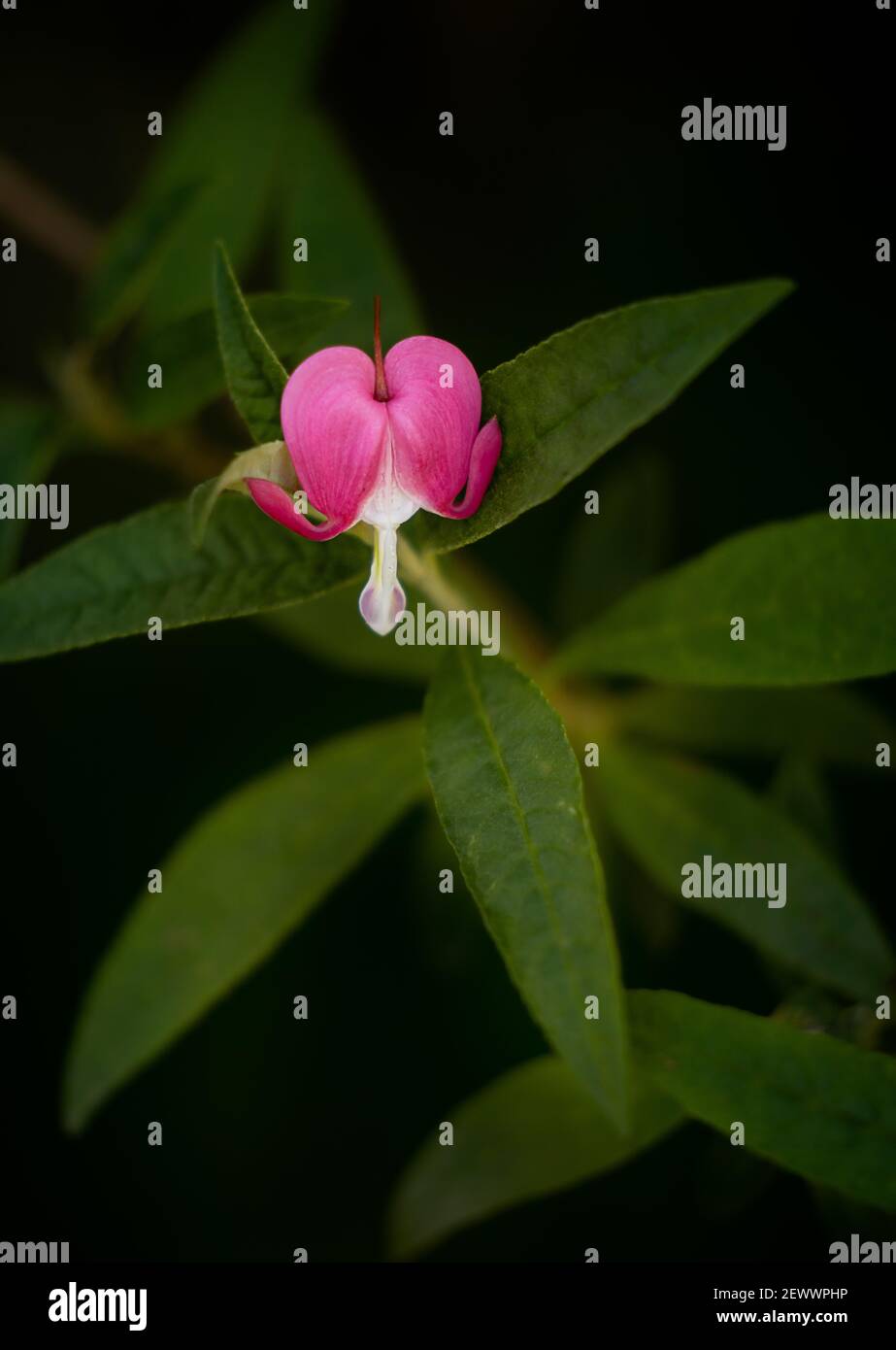 A bleeding heart flower up close in beautiful dark green background ...