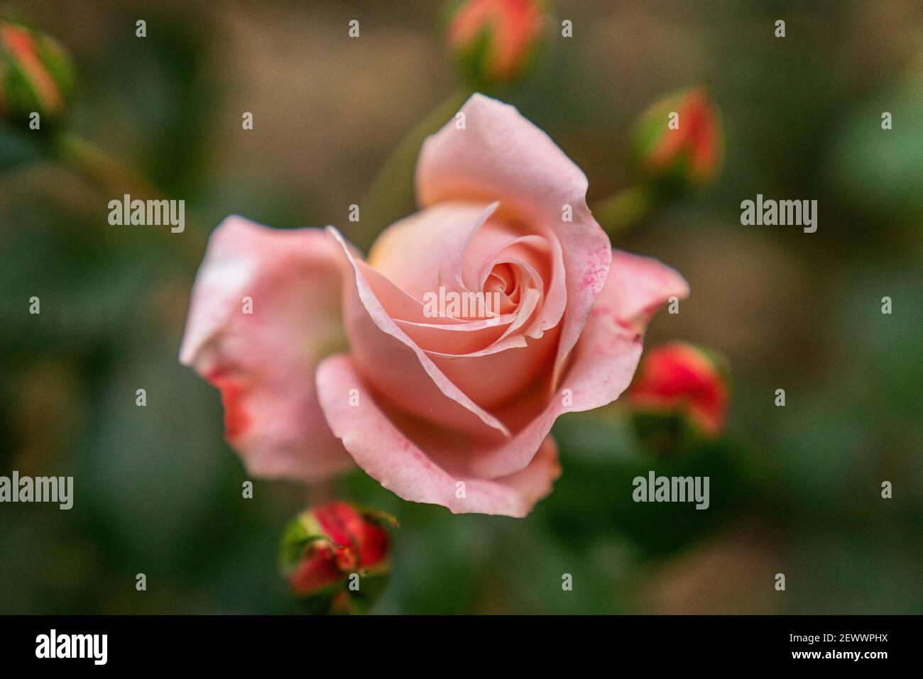 A blooming peach pink rose up close with background of rose buds Stock ...