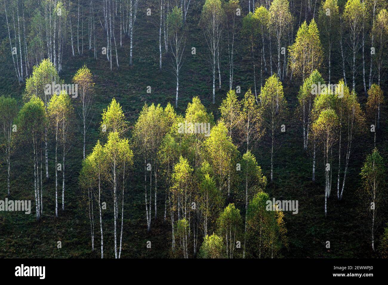 Abstract green texture hi-res stock photography and images - Alamy