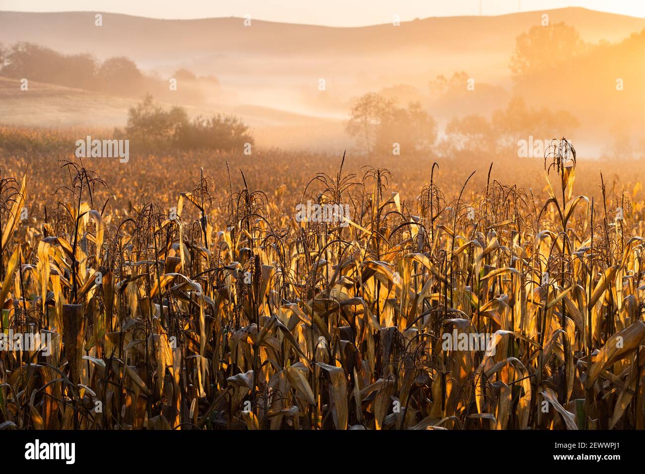corn field in autumn rural landscape Stock Photo - Alamy