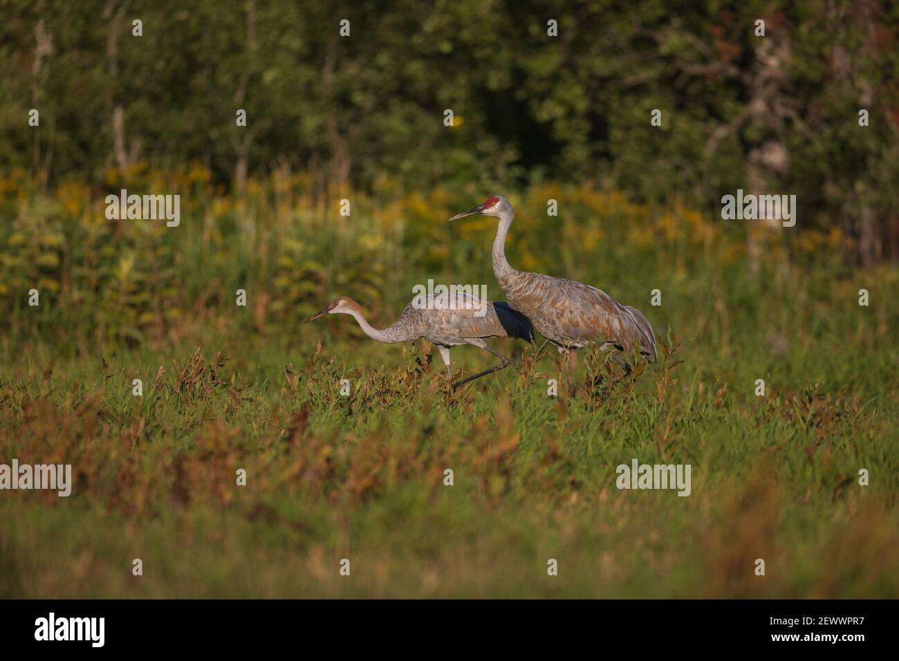 Sandhill cranes in northern Wisconsin Stock Photo - Alamy