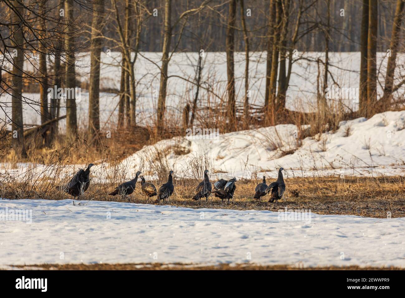 Flock of eastern wild turkeys in northern Wisconsin Stock Photo - Alamy