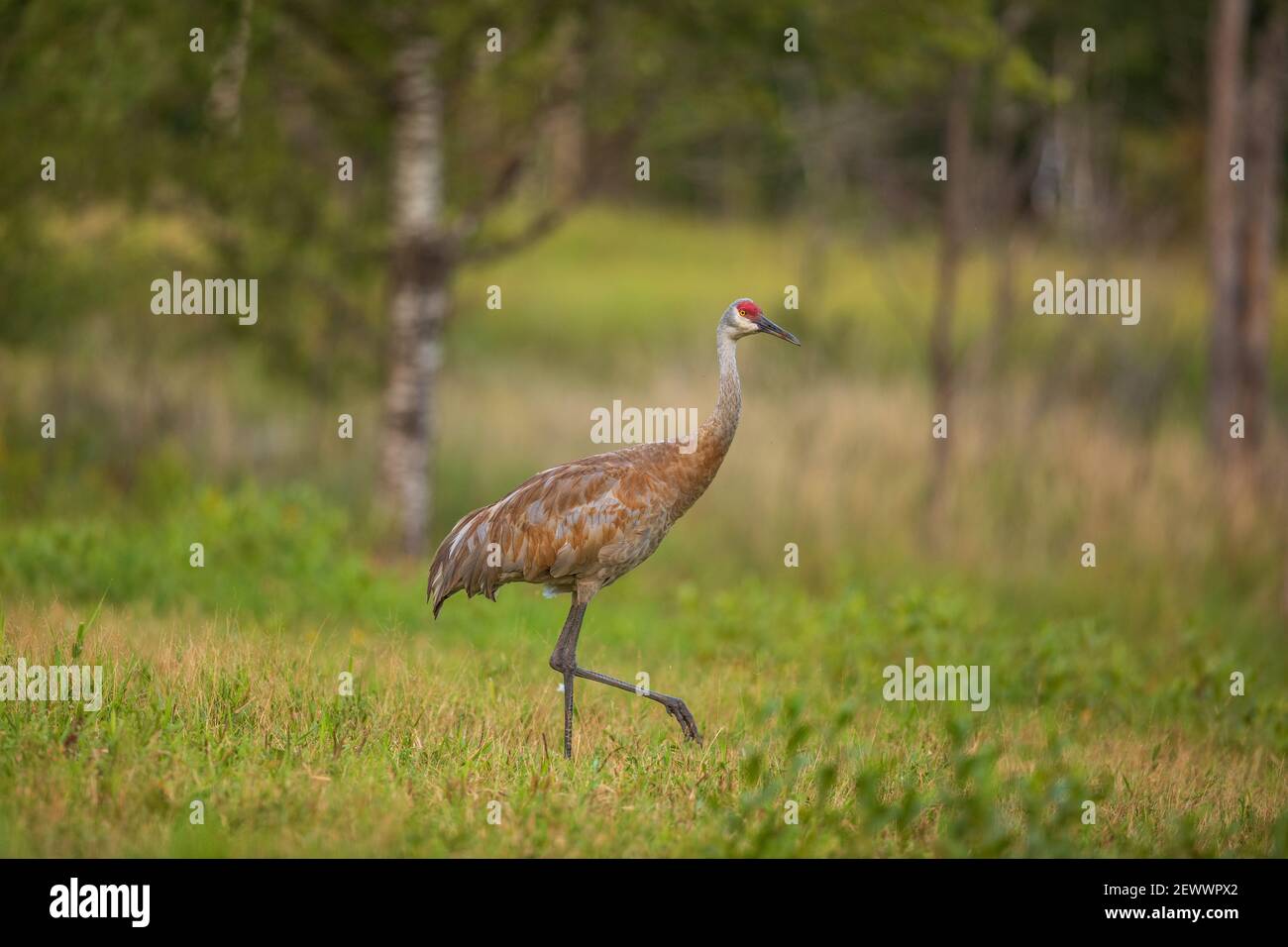 Sandhill crane walking in a northern Wisconsin field Stock Photo - Alamy