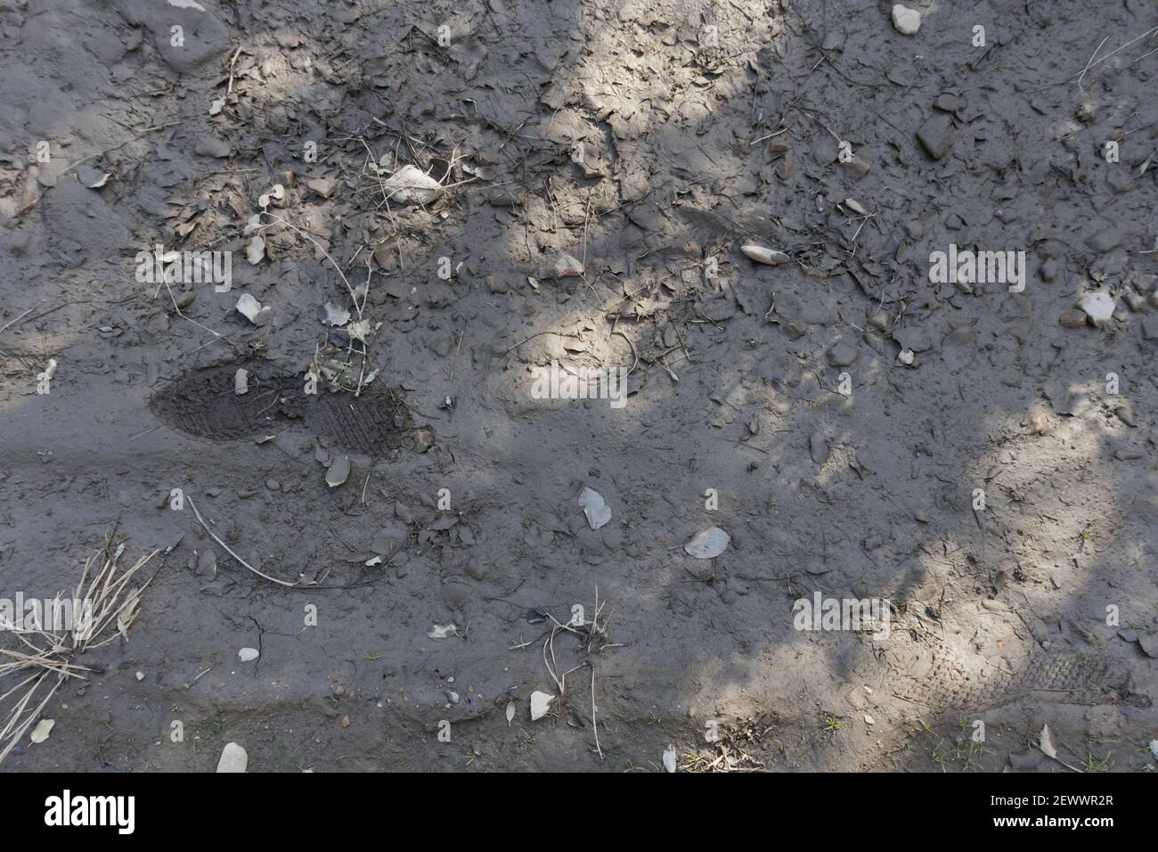 Seamless Wet Mud Texture