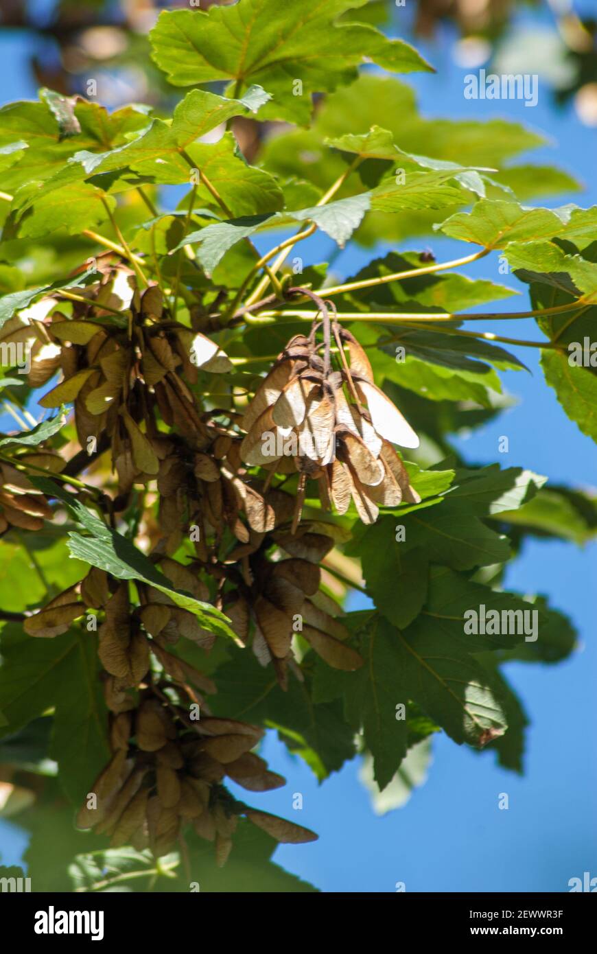 A vertical shot of a European ash tree in a field under the sunlight ...