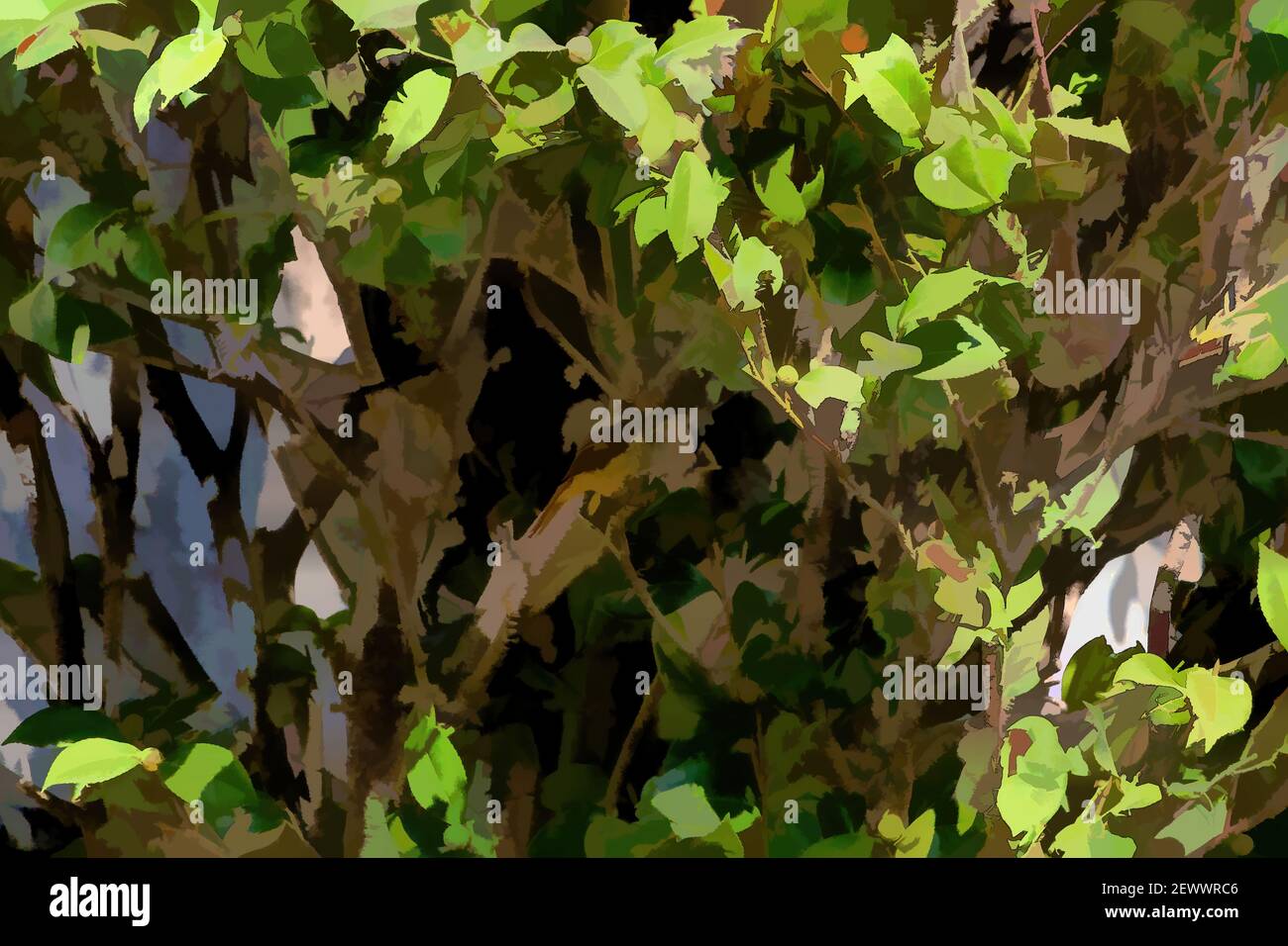Fresh young and green leaves pop out of branches, to bask in the ...