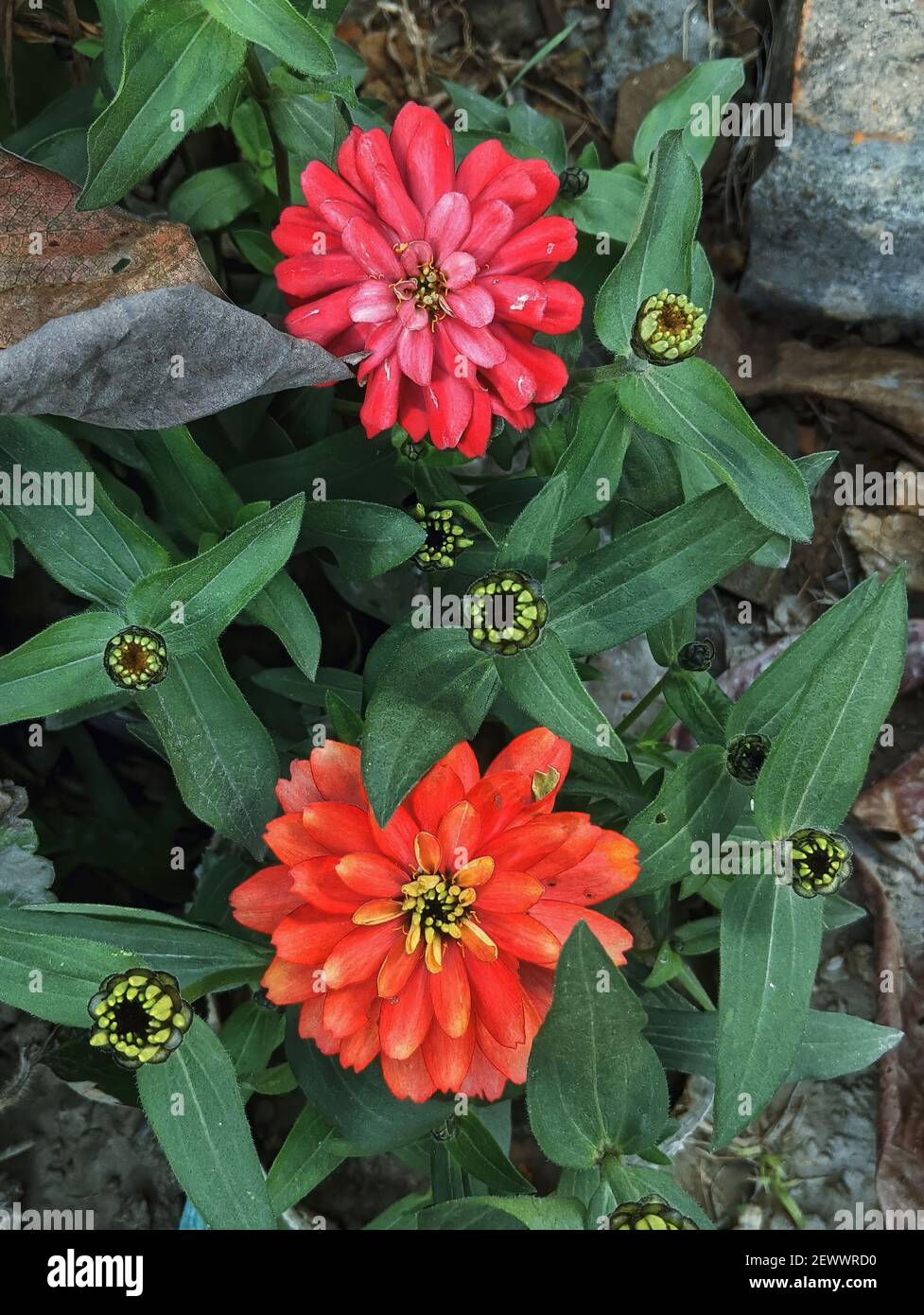 The beautiful red flowers and buds of a blooming plant in a garden ...