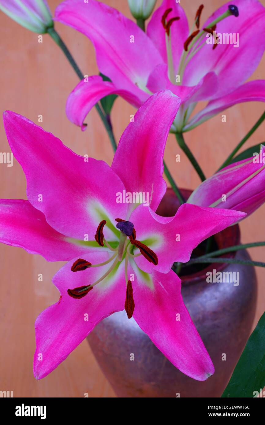 Lily pollen stain hi-res stock photography and images - Alamy