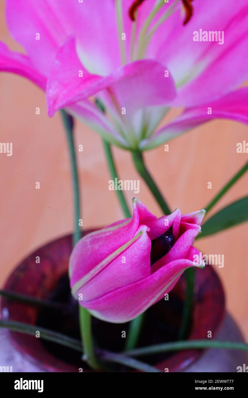 Lily pollen stain hi-res stock photography and images - Alamy