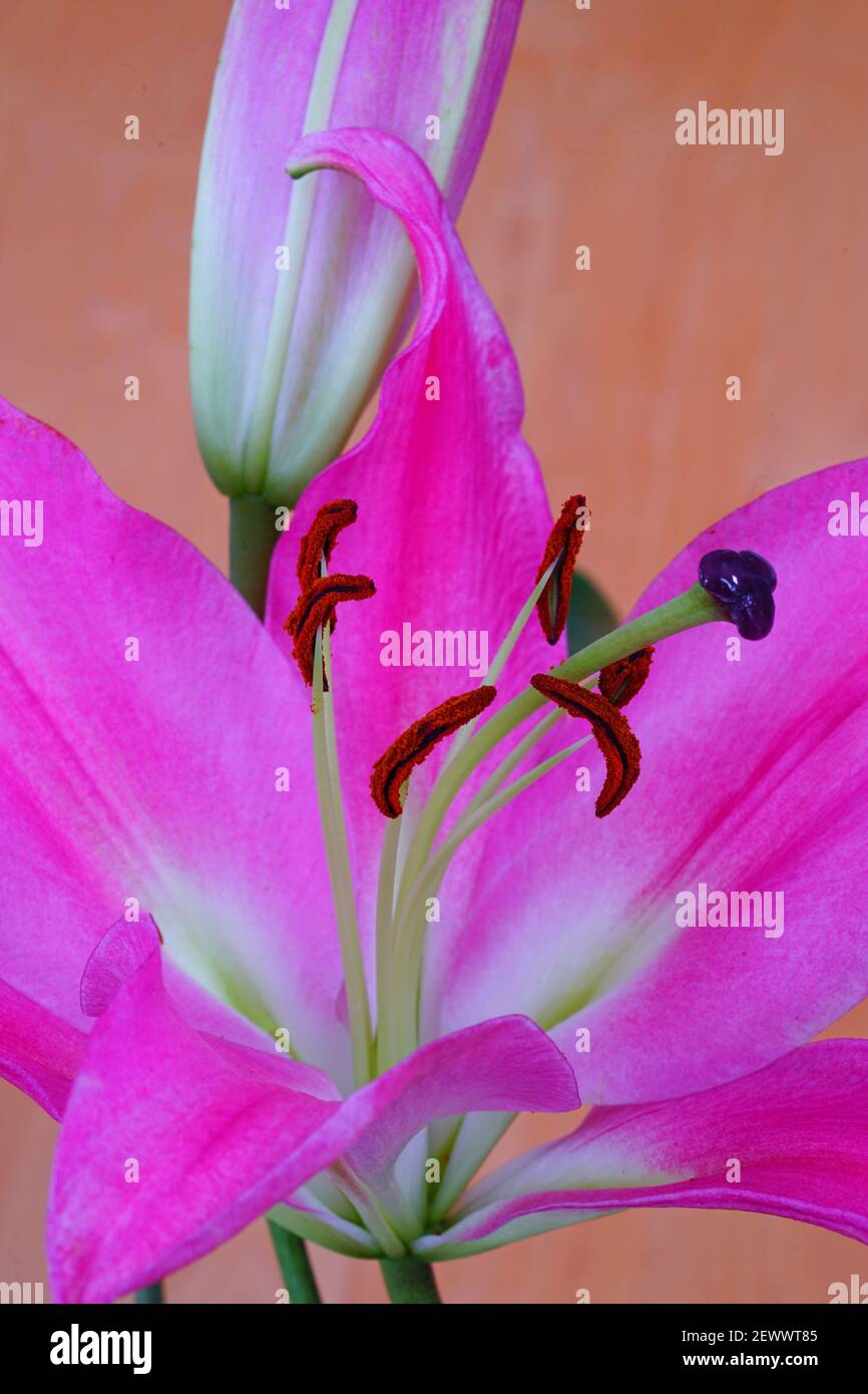 Pink Asiatic lily flower bloom with pollen covered anthers Stock Photo ...
