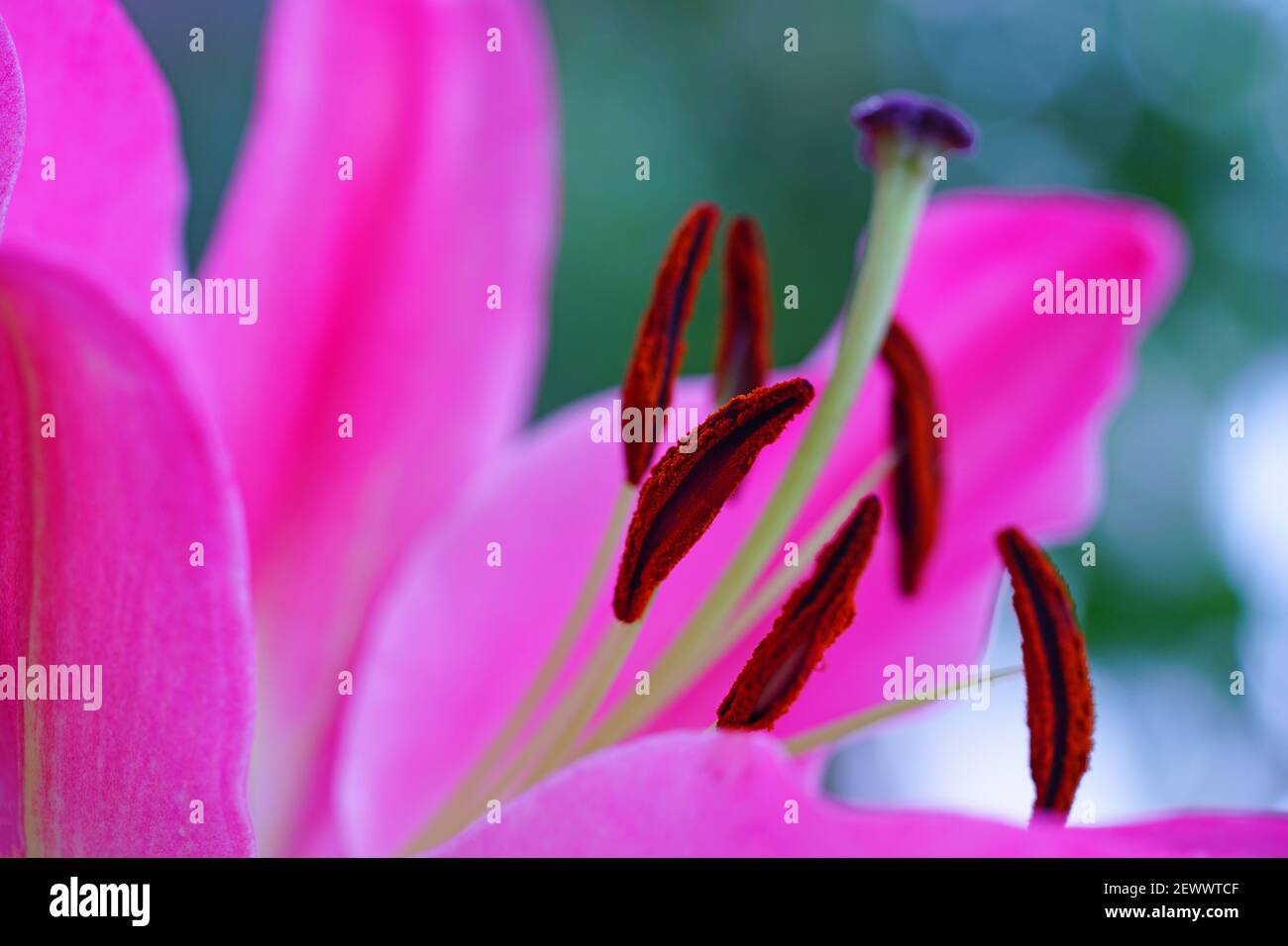 Lily pollen stain hi-res stock photography and images - Alamy